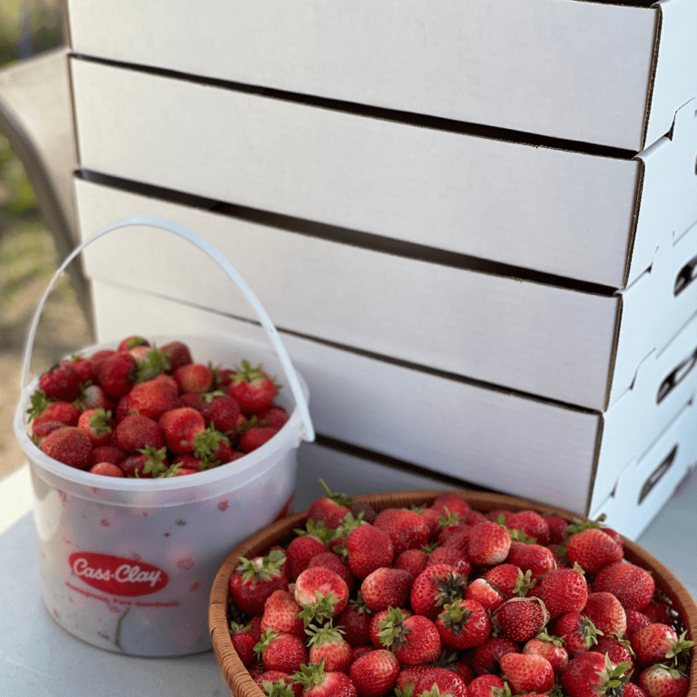 Strawberry Spacing Guide - Frootz